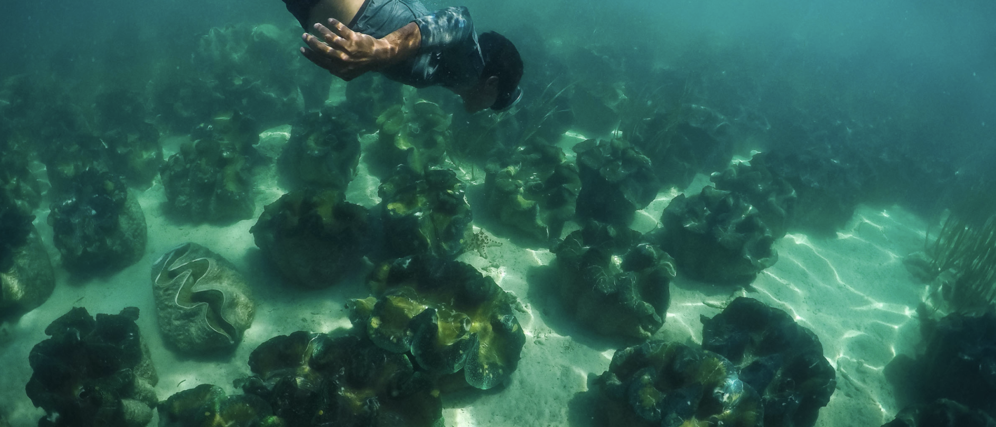 Hof Gorei Micro Diving in the Philippines - Hof Gorei Beach Resort